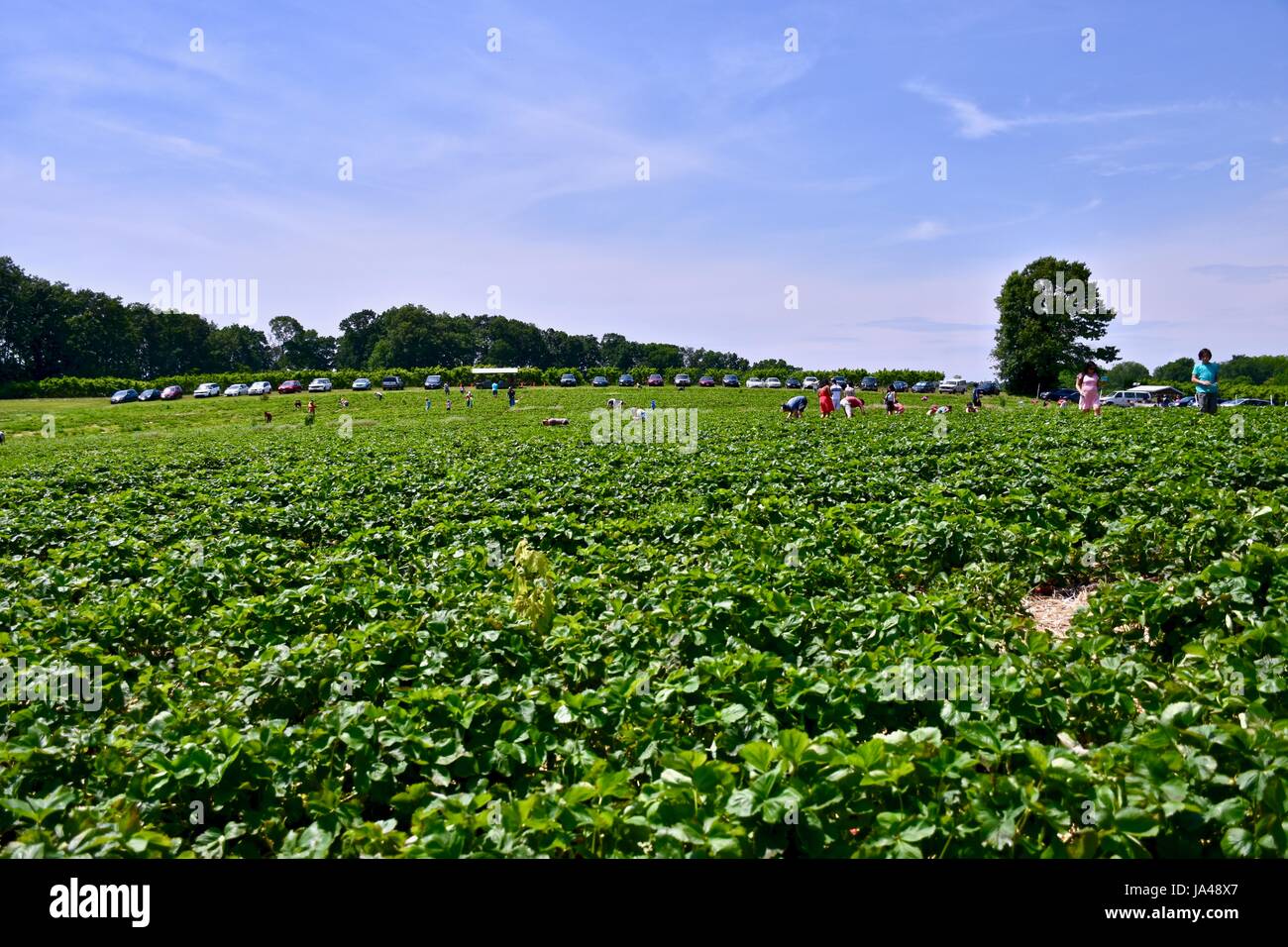 Self pick farm hi-res stock photography and images - Alamy