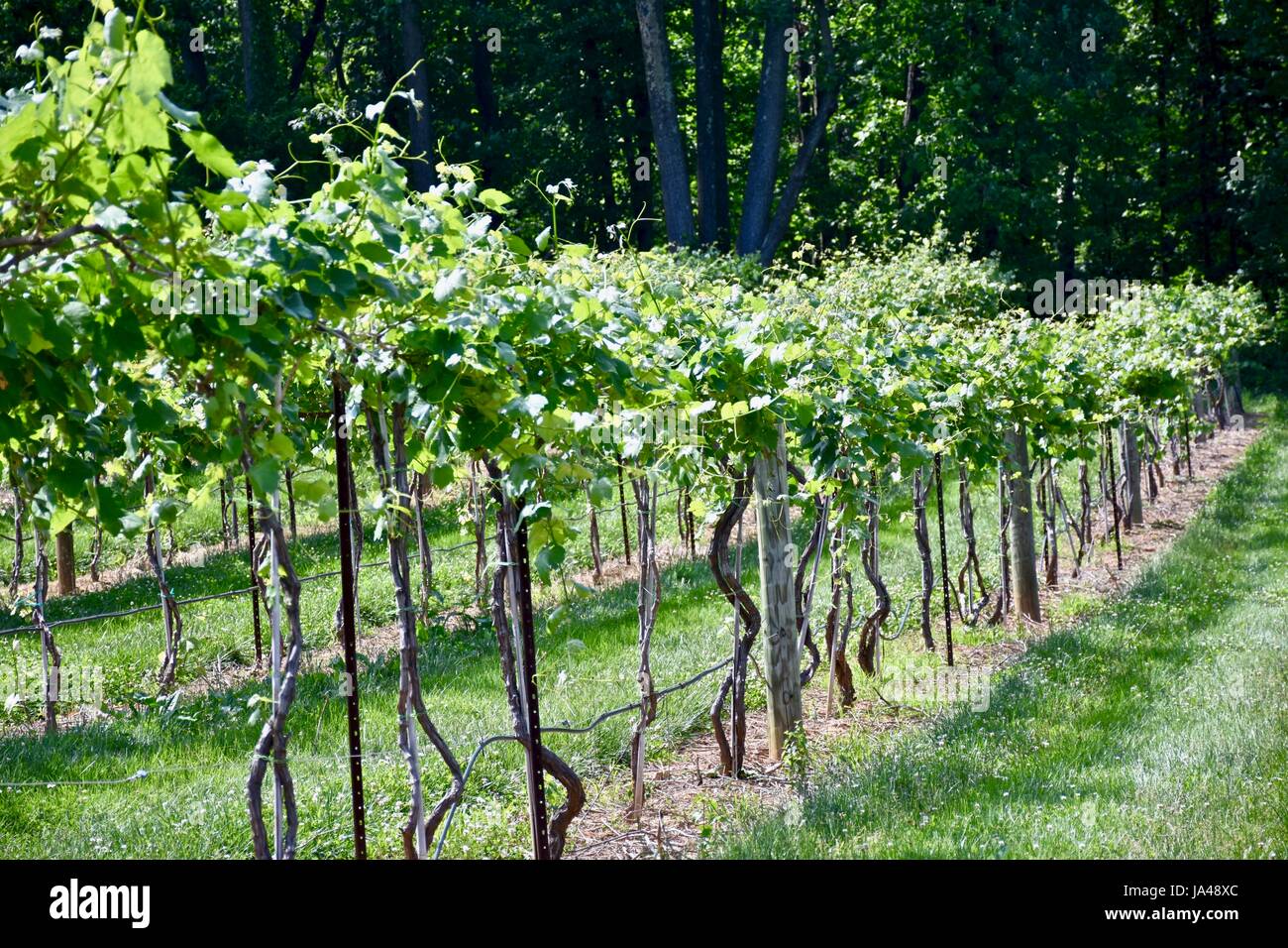 Grape vines on vineyard farm Stock Photo - Alamy