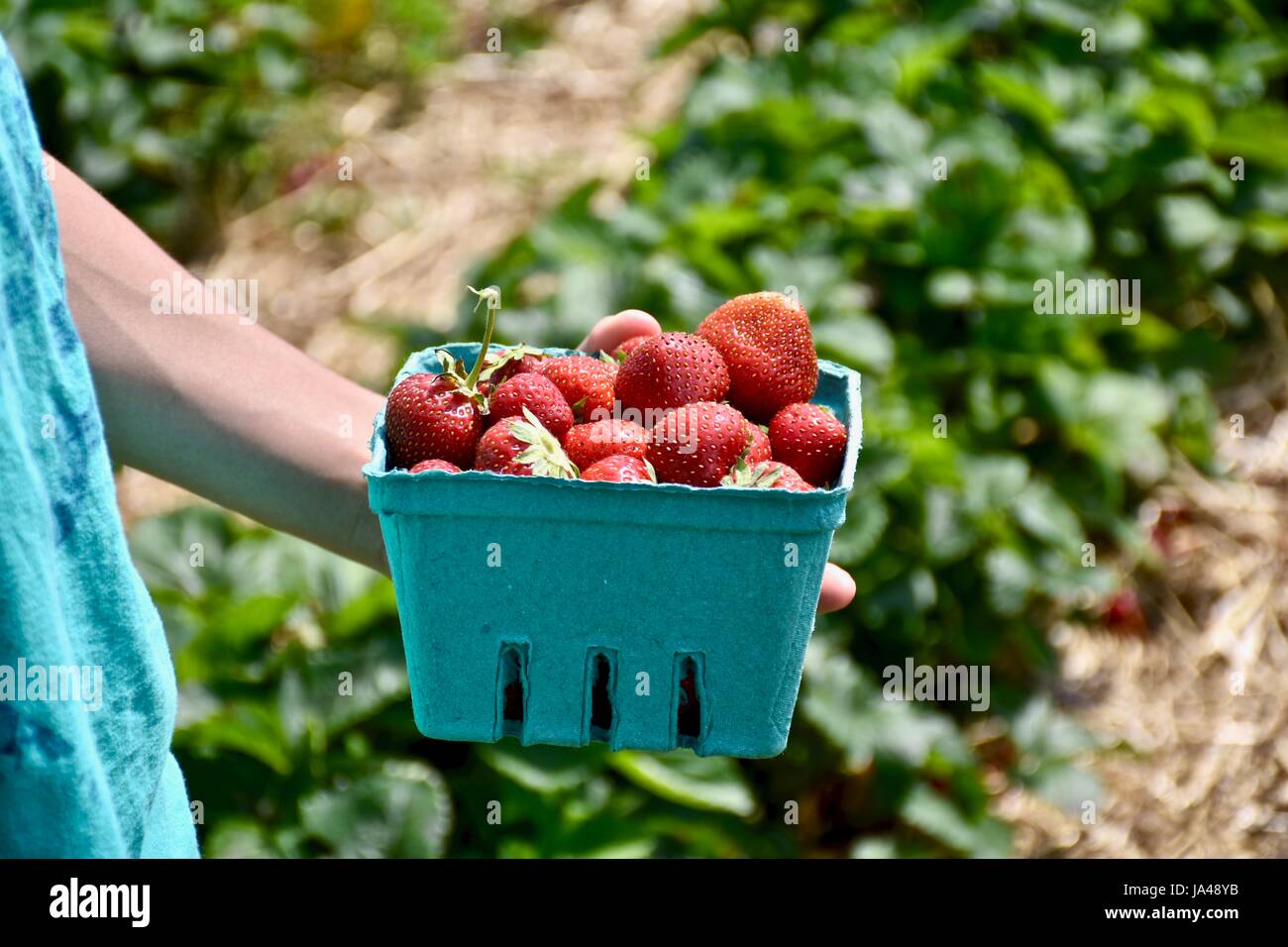 Freshly picked strawberries Stock Photo - Alamy