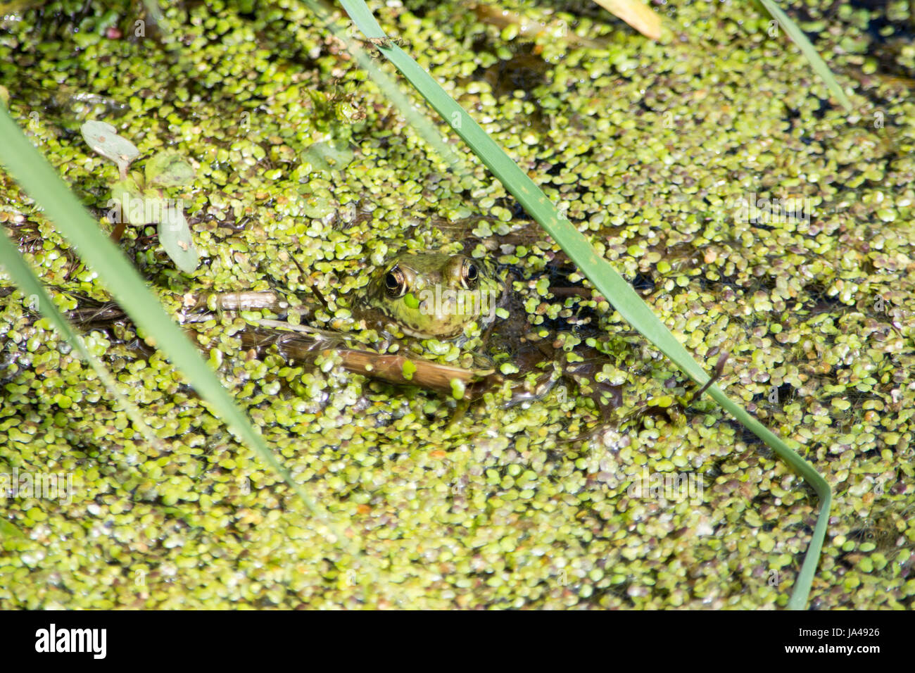Swamp water hi-res stock photography and images - Alamy