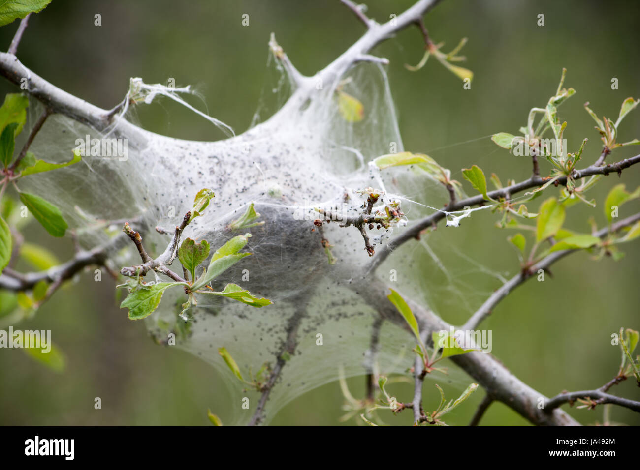 Tent worm infested tree nest with little larva inside Stock Photo - Alamy