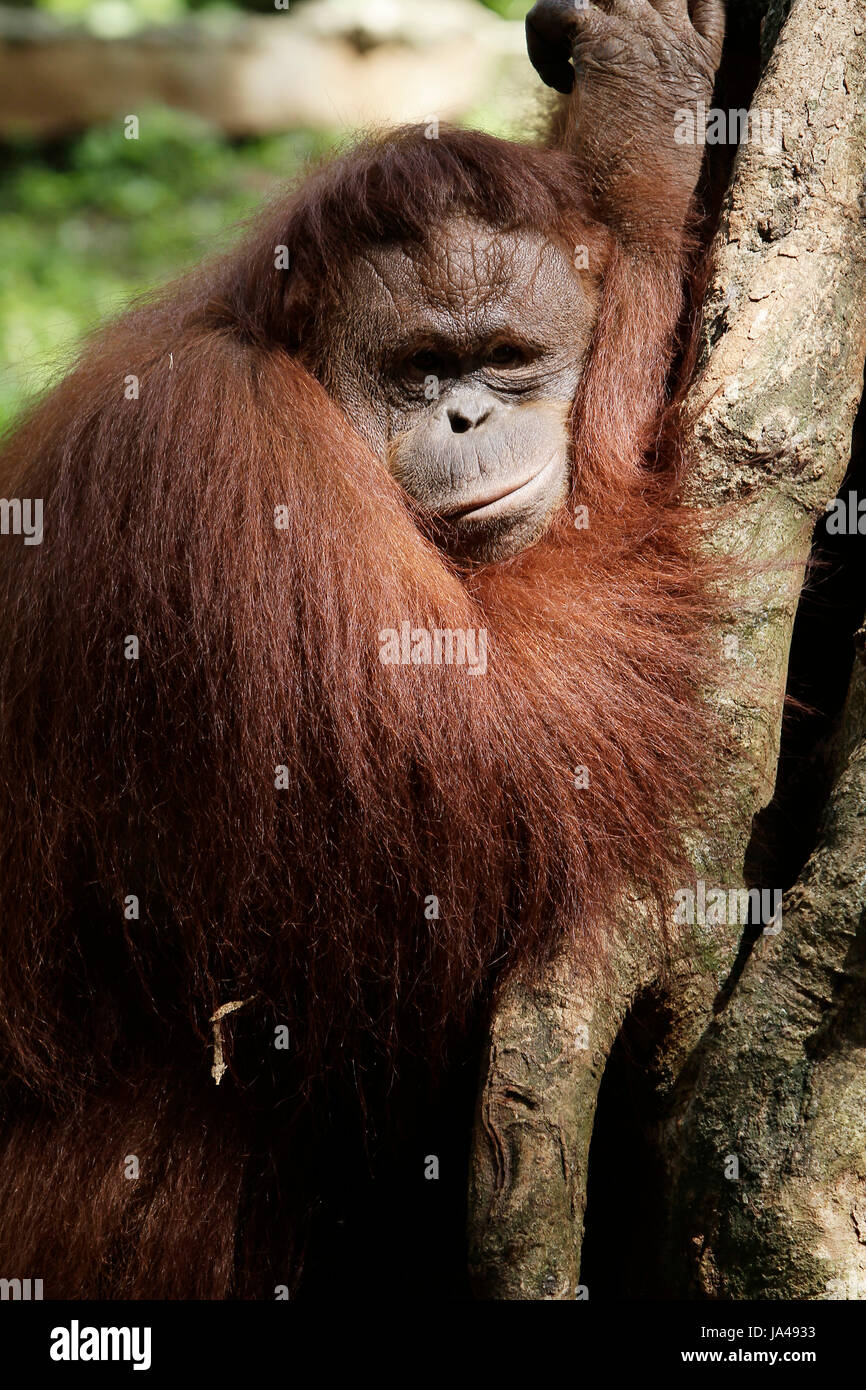 Sad baby animals hi-res stock photography and images - Alamy