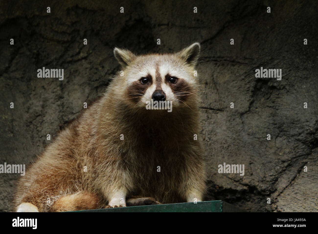 Cute Racoon Stock Photos & Cute Racoon Stock Images - Alamy