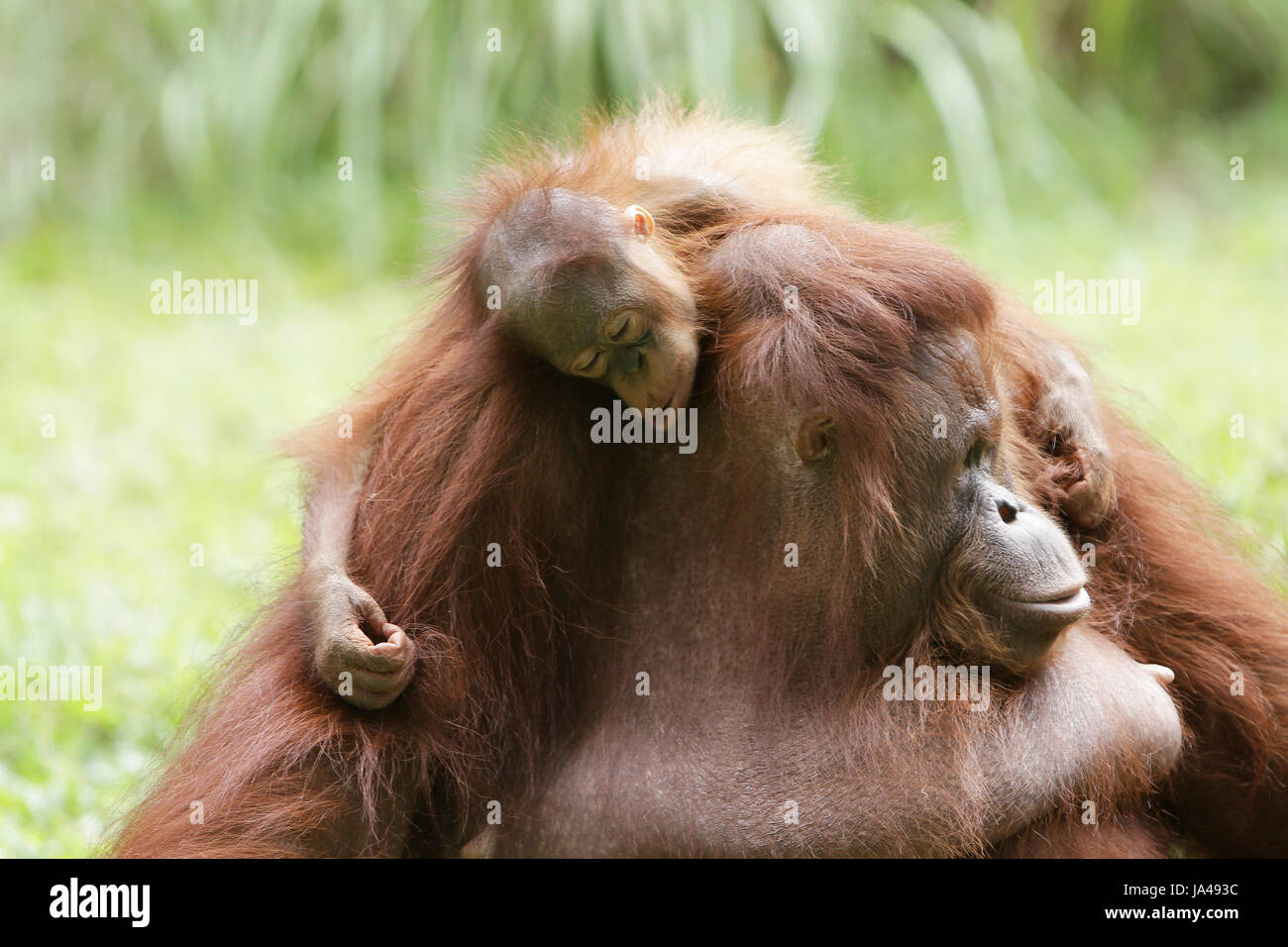 Tired baby animal hi-res stock photography and images - Alamy
