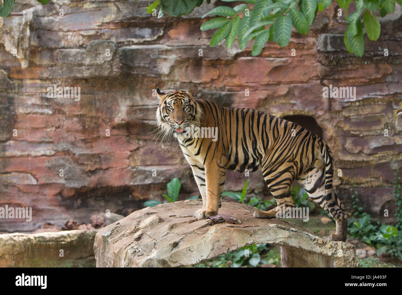 Tiger walking forward hi-res stock photography and images - Alamy