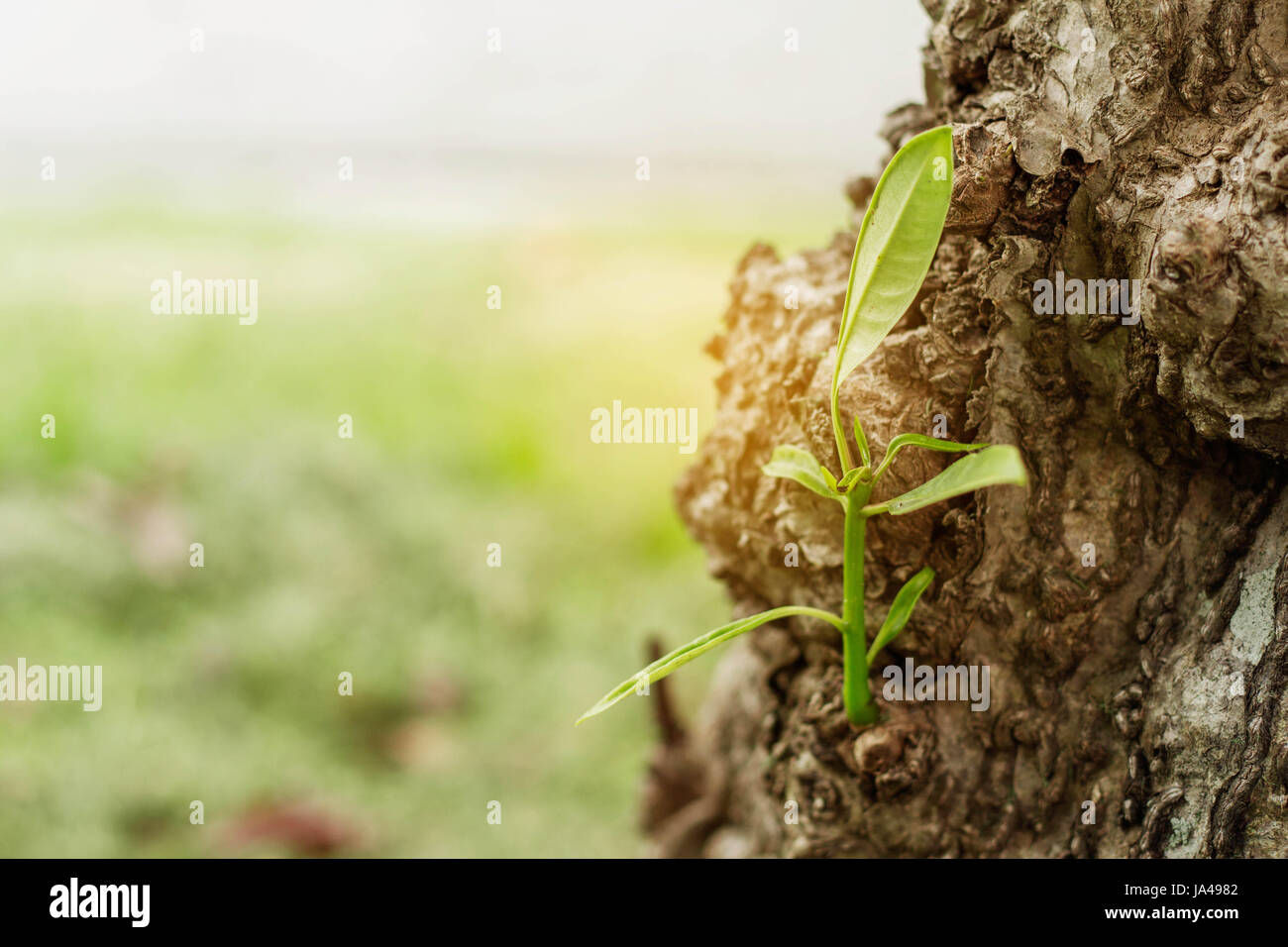 Growing branches with nature in the garden Stock Photo - Alamy