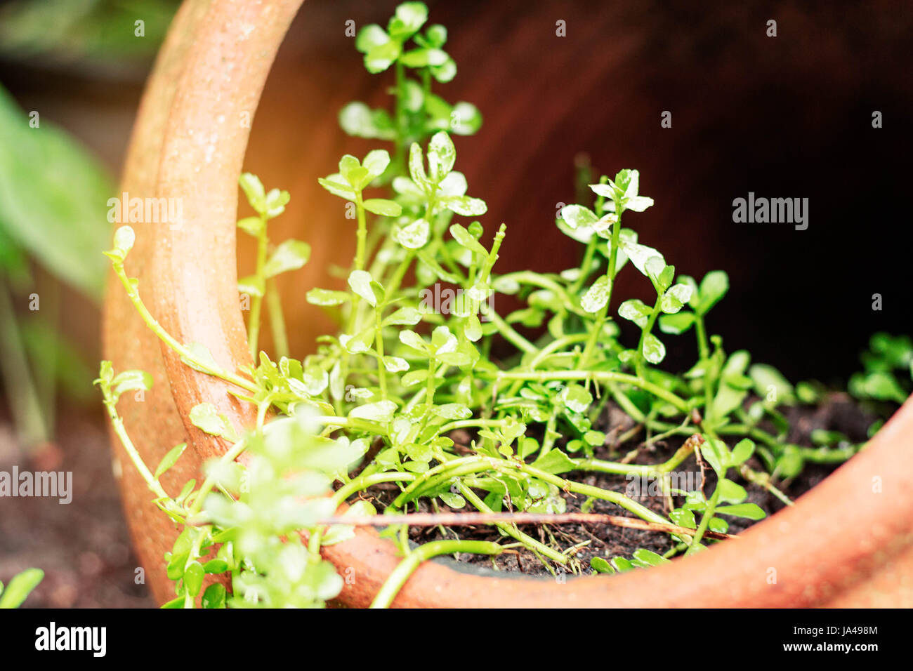 Ornamental plant grown on pot with sunlight Stock Photo - Alamy