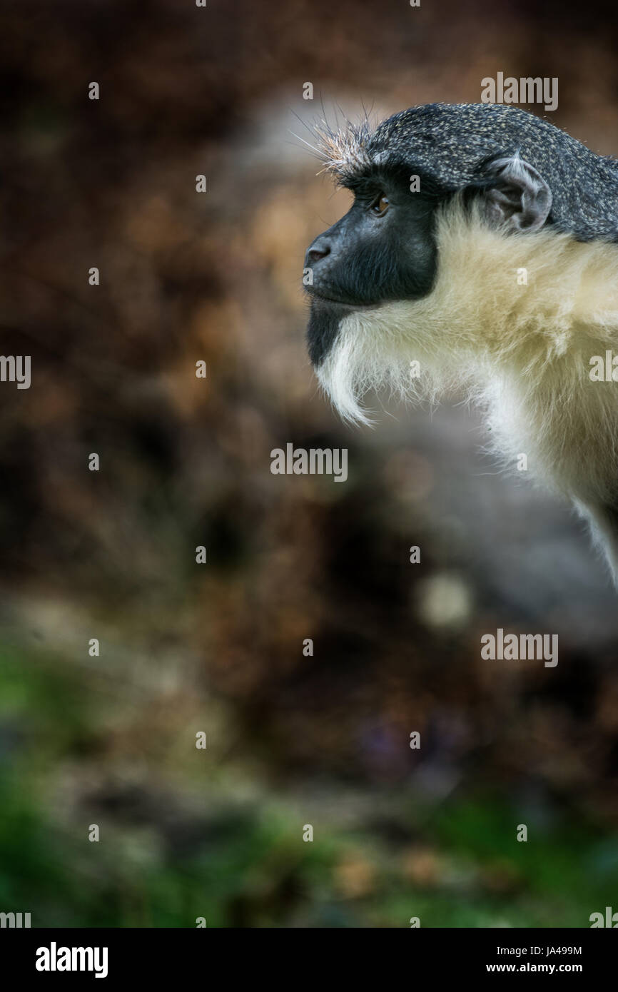 Monkey the Diana monkey (Cercopithecus diana) Wildlife animal Stock ...