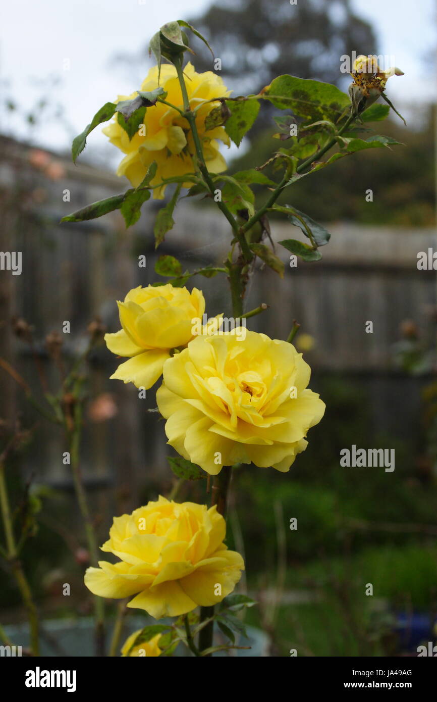 Rose petals yellow roses flowers hi-res stock photography and images ...
