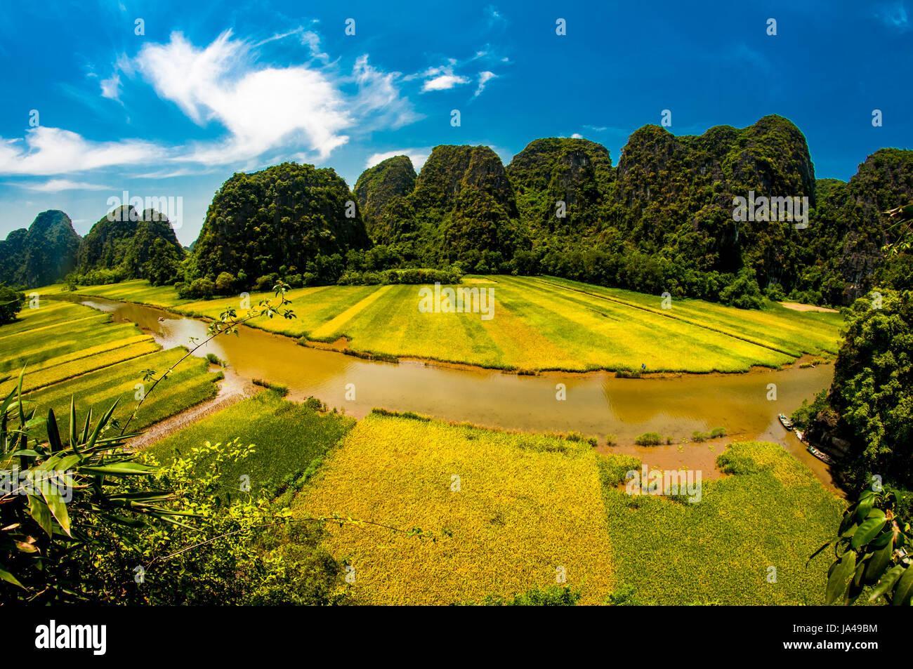 Ngo dong river with rice field hi-res stock photography and images - Alamy