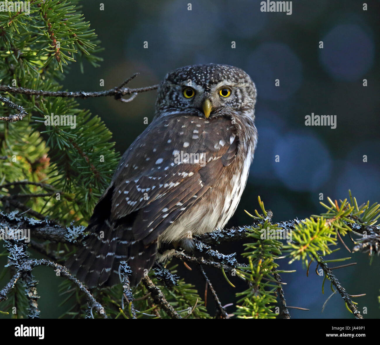 Pygmy owl sitting in Spruce tree Stock Photo - Alamy