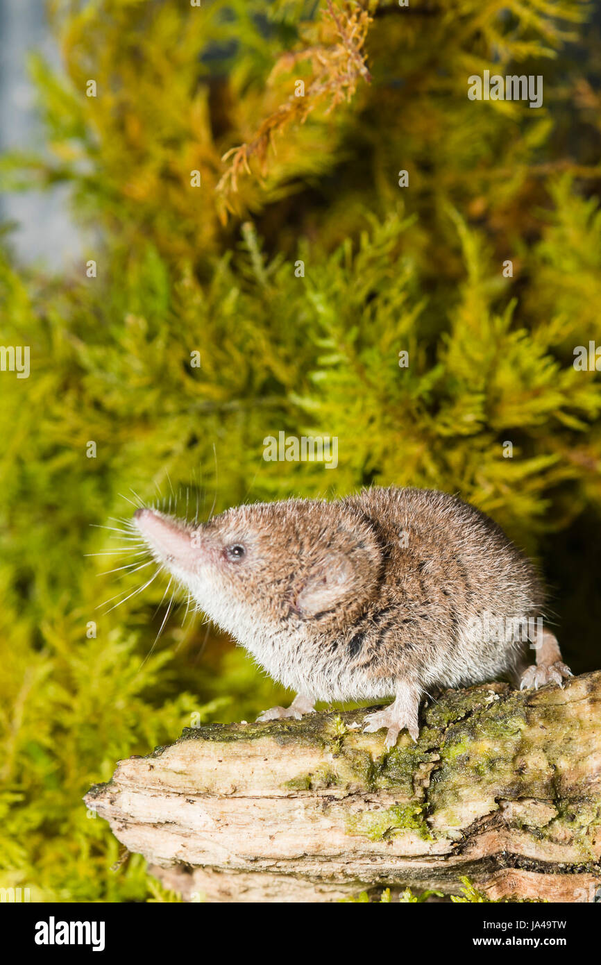 Shrew hi-res stock photography and images - Alamy