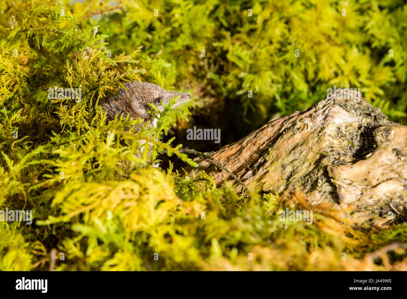 Common shrew photographed in a controlled environment before being ...