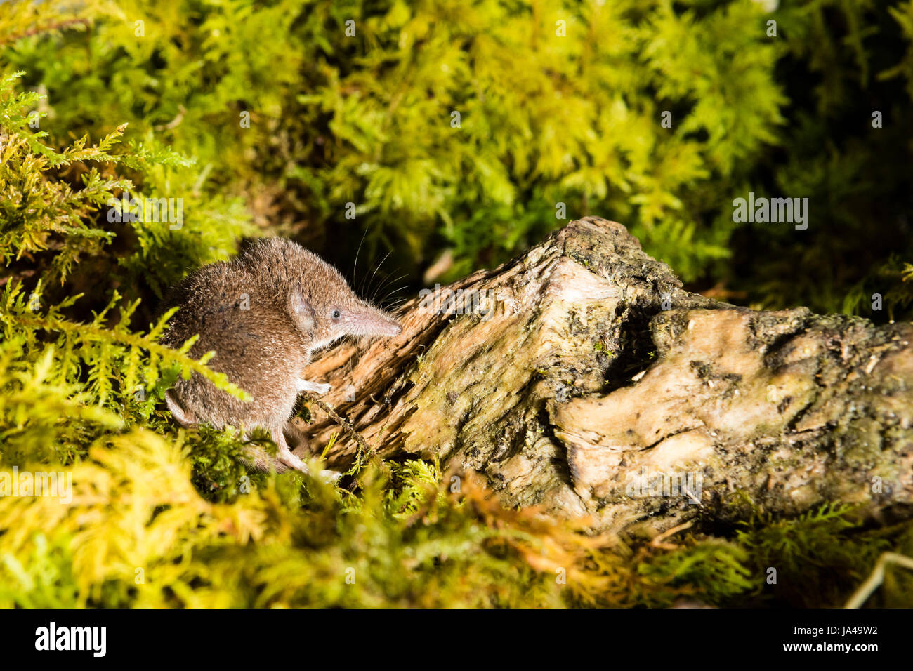 Common shrew photographed in a controlled environment before being ...