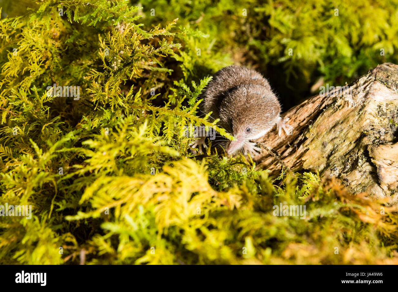 Common shrew photographed in a controlled environment before being ...