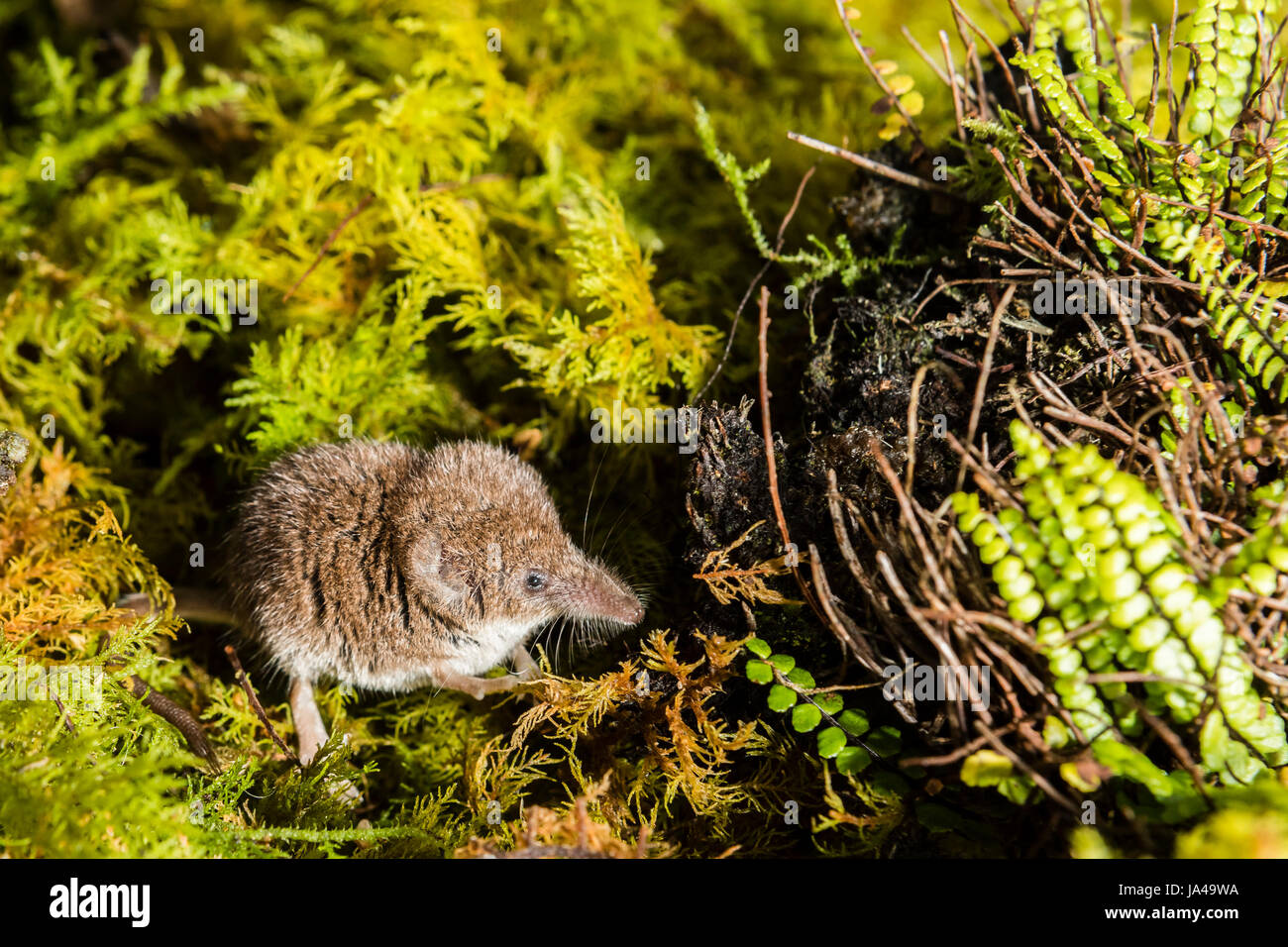 Common shrew photographed in a controlled environment before being ...