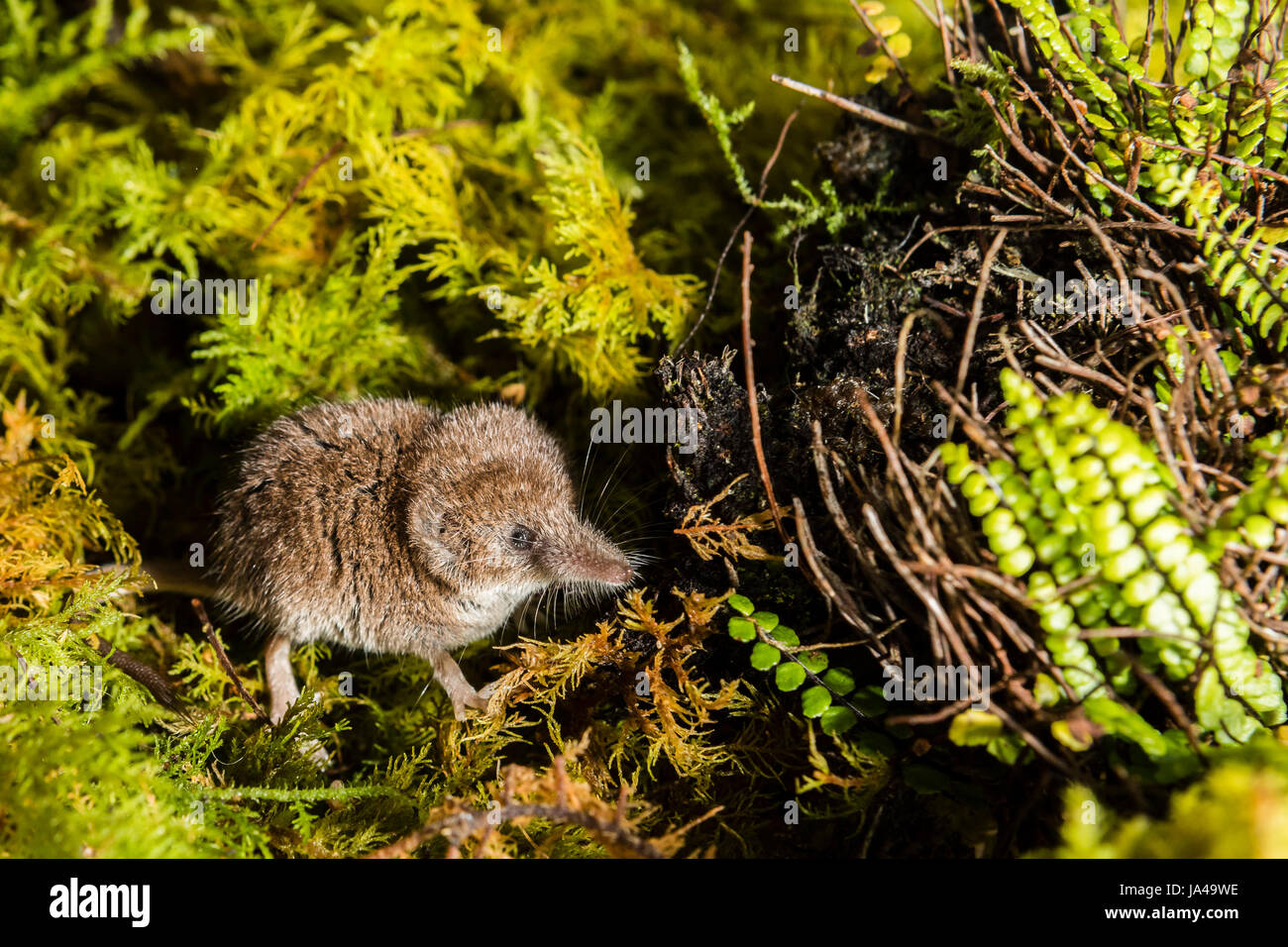 Common shrew photographed in a controlled environment before being ...