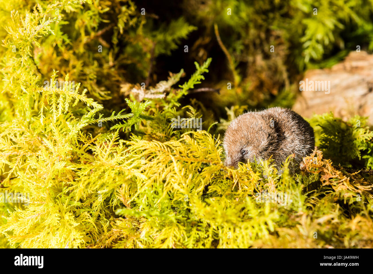 Common shrew photographed in a controlled environment before being ...