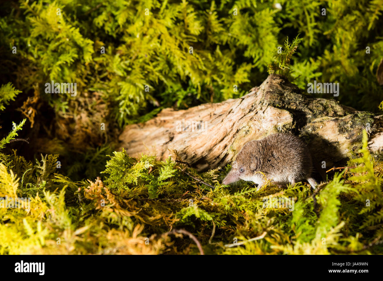 Common shrew photographed in a controlled environment before being ...