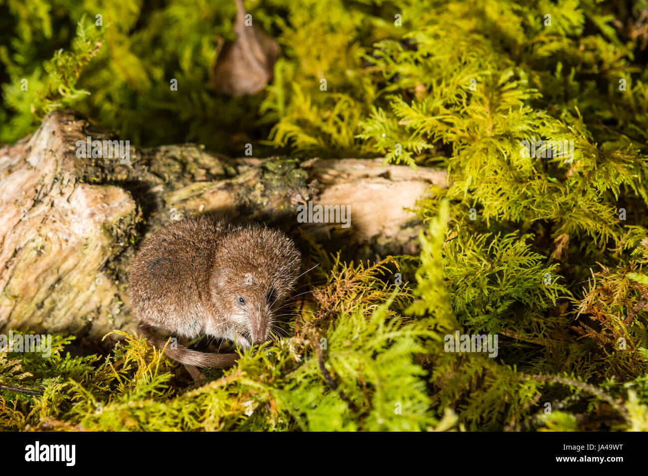 Common shrew photographed in a controlled environment before being ...