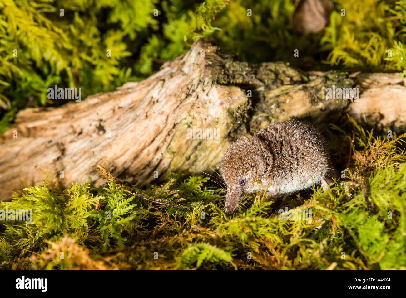 Common shrew photographed in a controlled environment before being ...