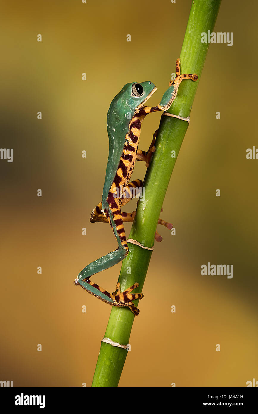 Super Tiger Leg Monkey Tree Frog Stock Photo - Alamy