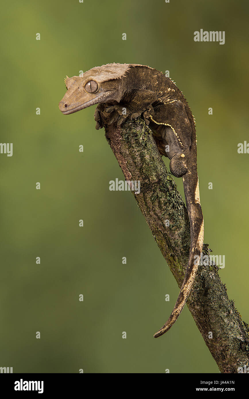 Precariously hi-res stock photography and images - Alamy