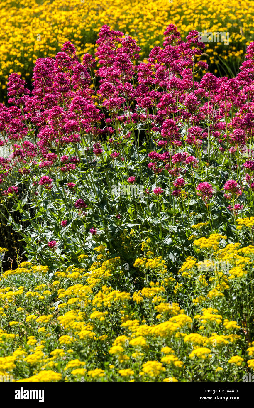 Centranthus ruber coccineus hi-res stock photography and images - Alamy