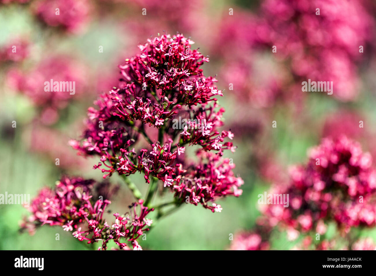 Red valerian centranthus ruber coccineus hi-res stock photography and ...