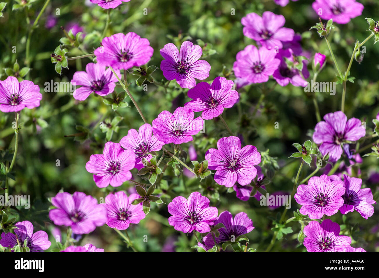 Geranium flower bed hi-res stock photography and images - Alamy