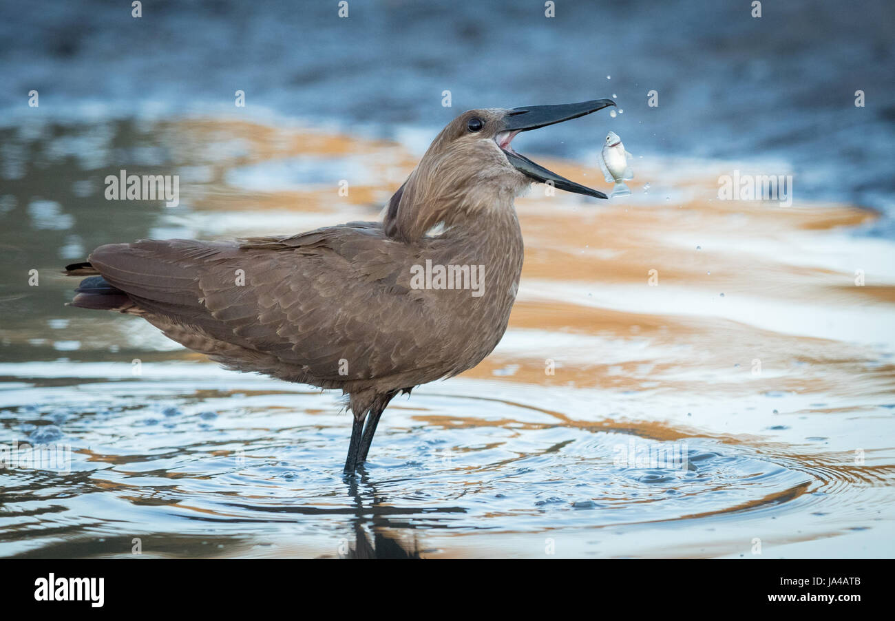 Fish eating birds hi-res stock photography and images - Alamy