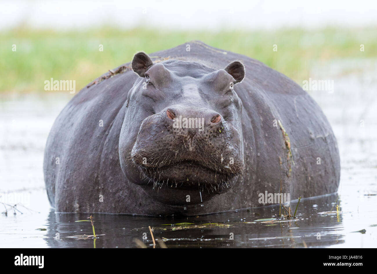 Big nose hippopotamus hi-res stock photography and images - Alamy