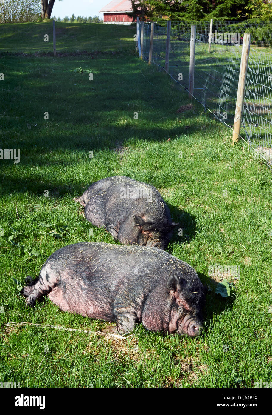 Pot-bellied pigs sleeping outdoors, Finland Stock Photo - Alamy