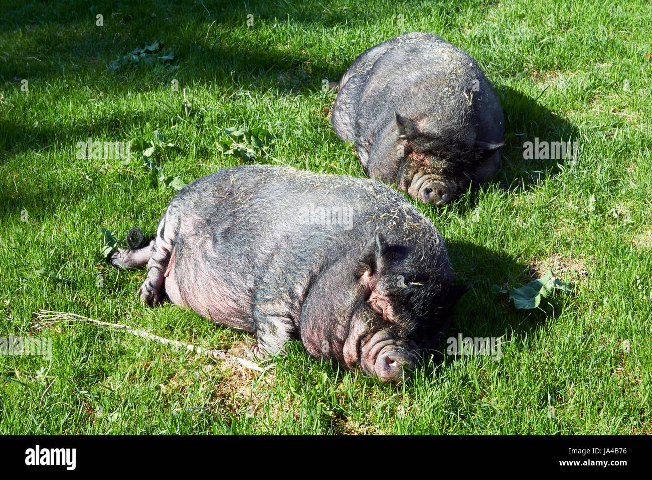 Pot-bellied pigs sleeping outdoors, Finland Stock Photo - Alamy