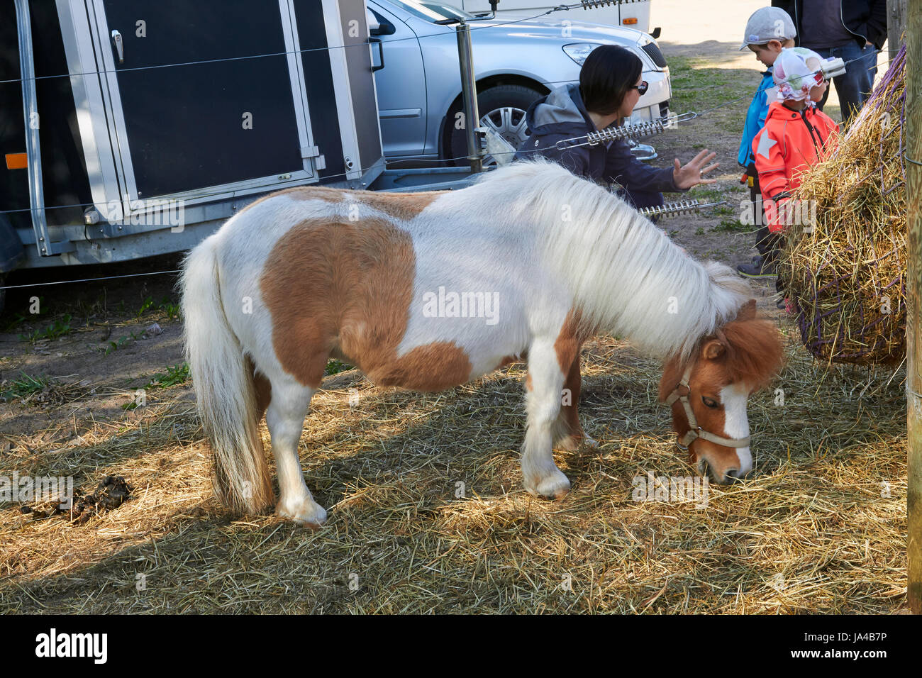 small pony eating hay Stock Photo - Alamy