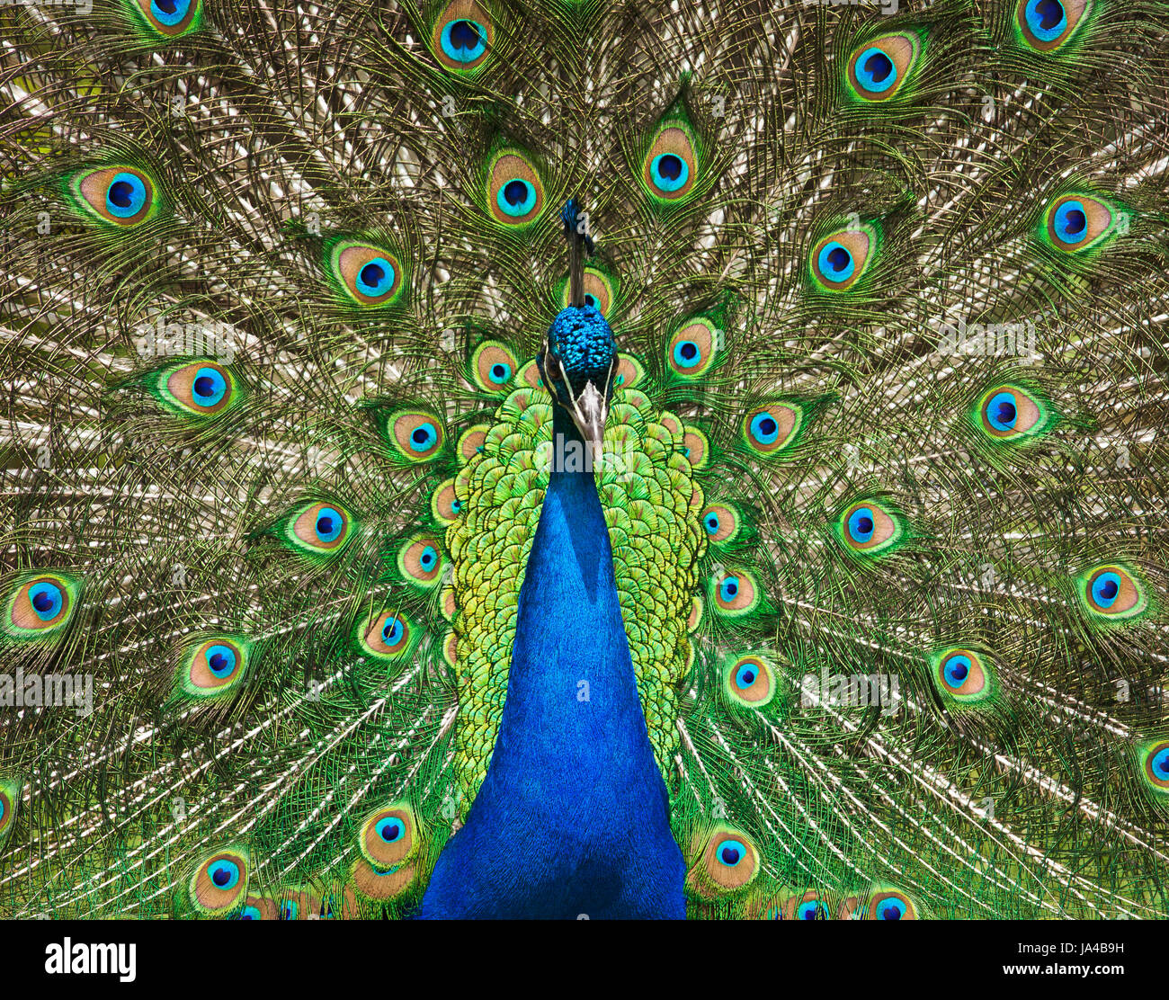 Indian peafowl Peacock Stock Photo - Alamy