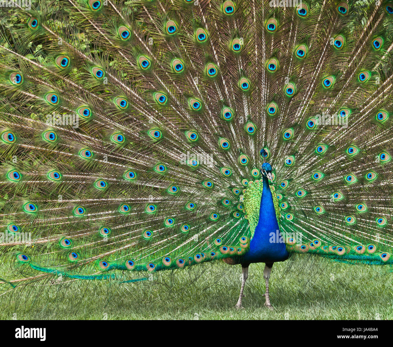 Indian peafowl Peacock Stock Photo - Alamy
