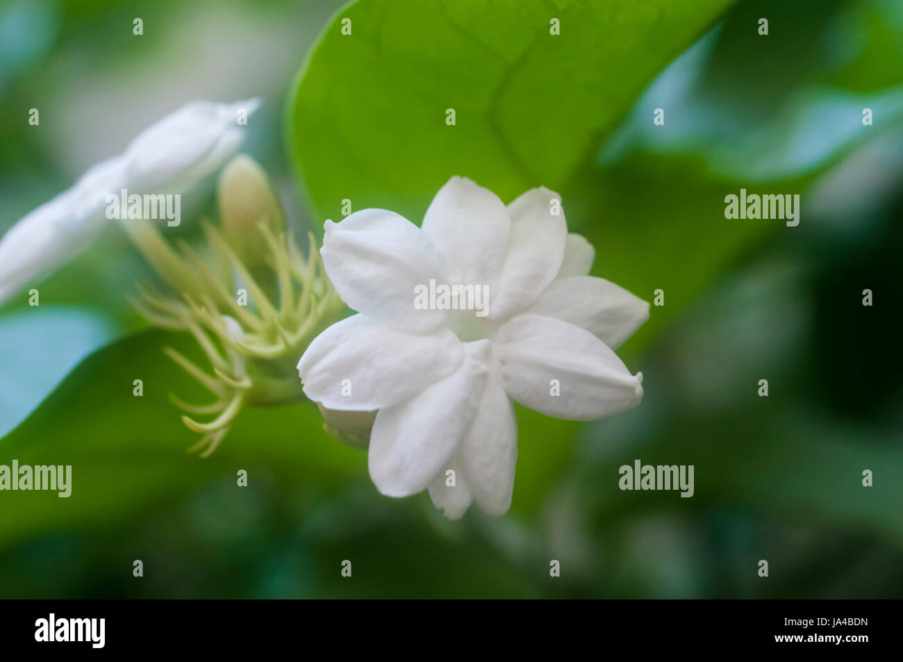 white Jasmine flower blooming in a garden Stock Photo - Alamy