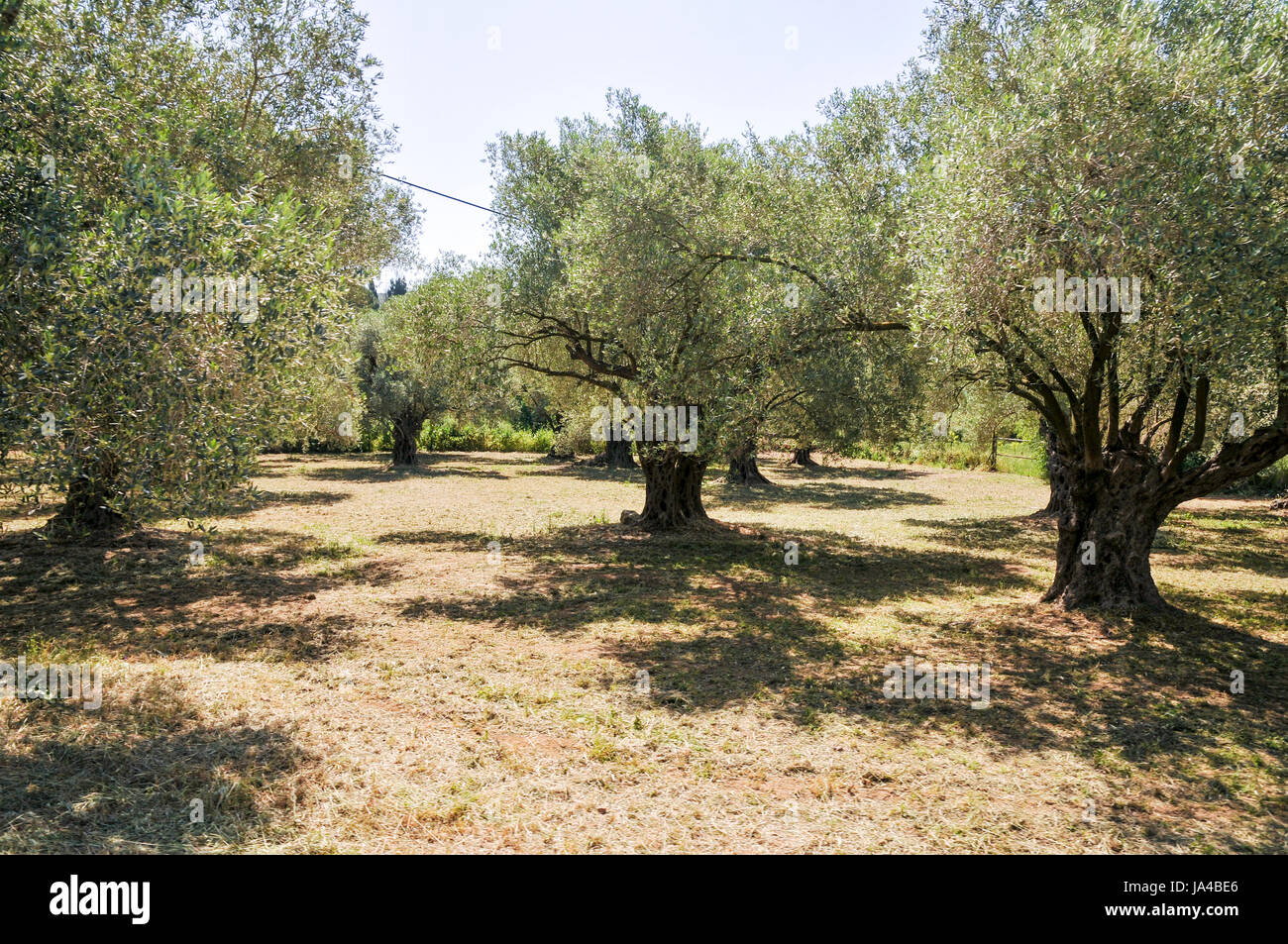 Olive tree orchard photographed in Israel Stock Photo - Alamy