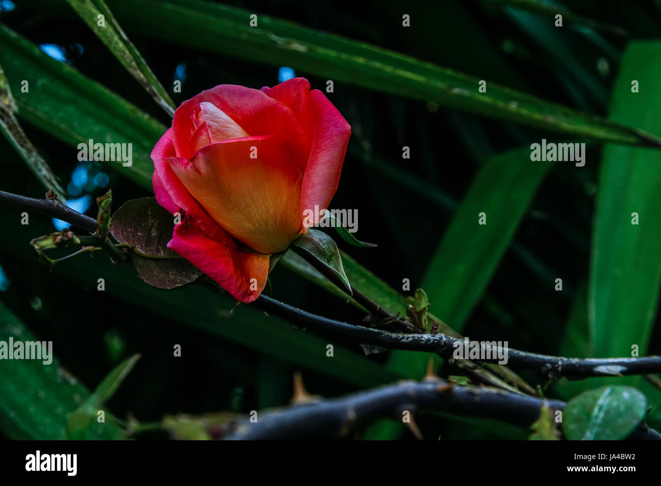 Close up of a beautiful red rose bud Stock Photo - Alamy