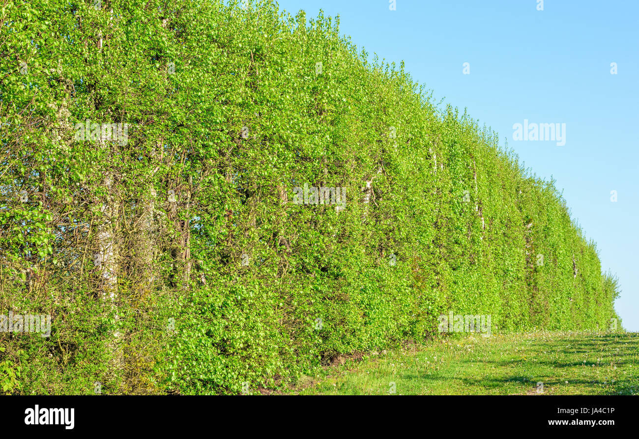 Windbreak tree hi-res stock photography and images - Alamy