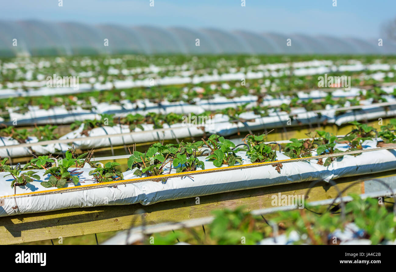 Strawberry plants cultivated on raised wooden stands. Plants grow in ...