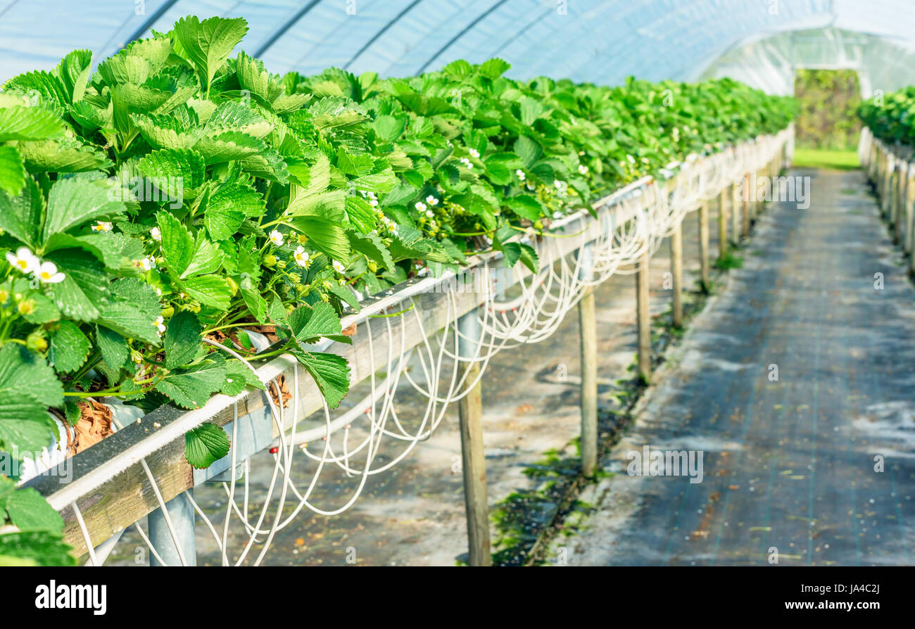 Fresh and green strawberry plants in bloom inside a plastic tunnel tent ...