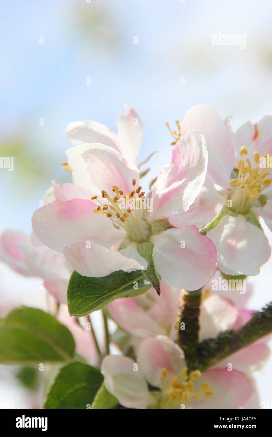Life cycle of apple tree hi-res stock photography and images - Alamy