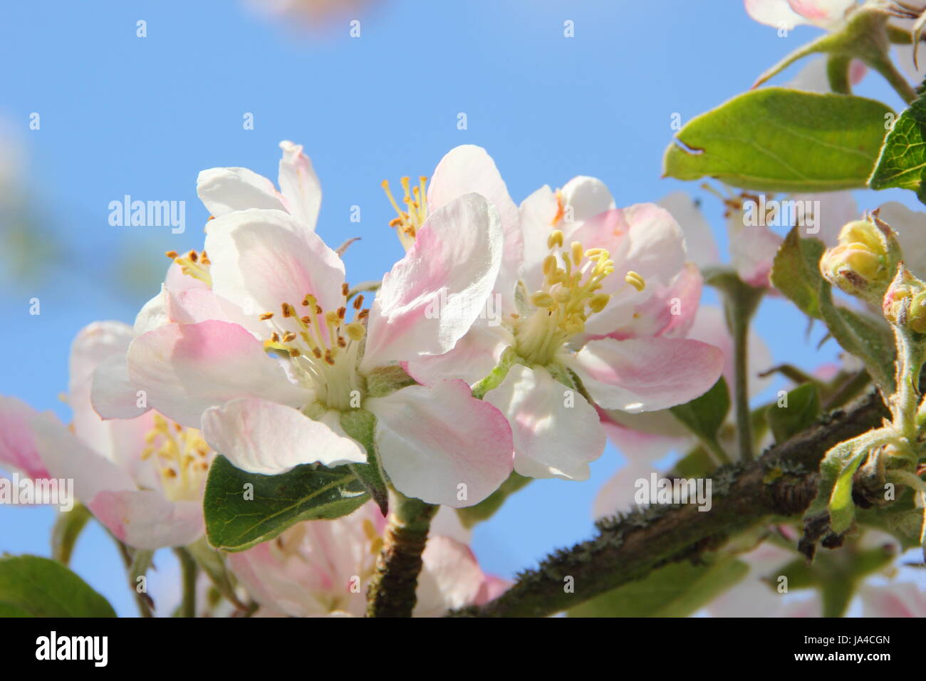 Life cycle of apple tree hi-res stock photography and images - Alamy