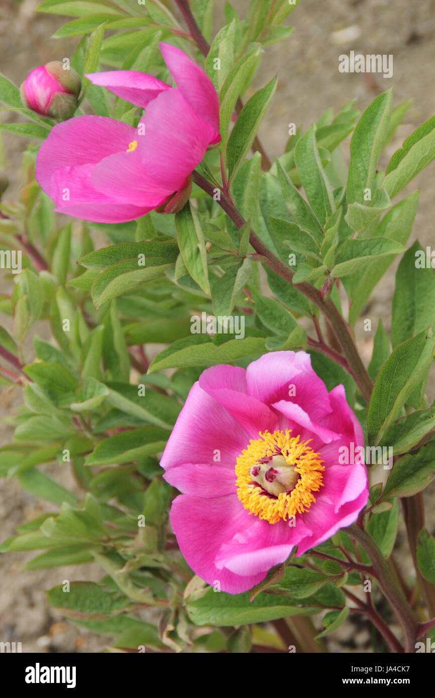 English peony High Resolution Stock Photography and Images - Alamy