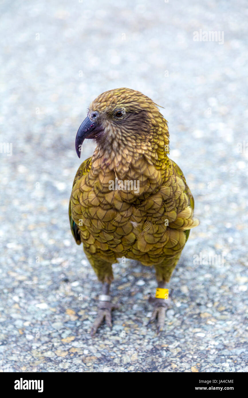 Kea bird hi-res stock photography and images - Alamy