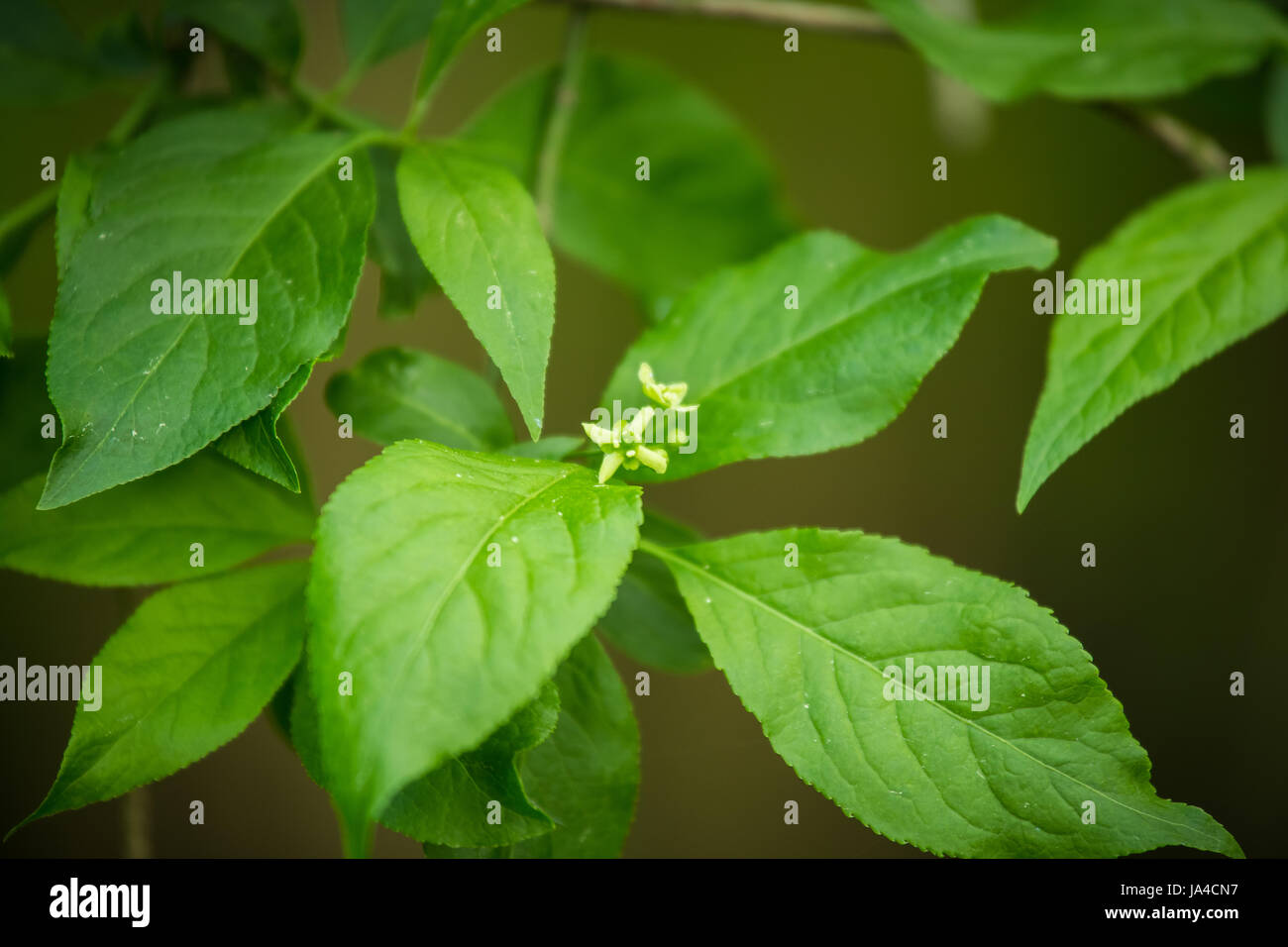 A beautiful vibrant closeup of common spindle tree branch on a natural ...