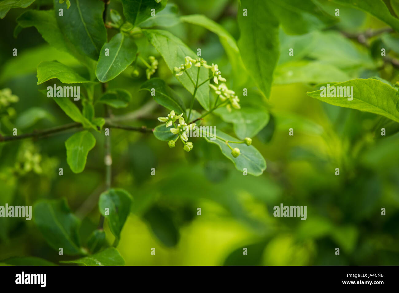 A beautiful vibrant closeup of common spindle tree branch on a natural ...