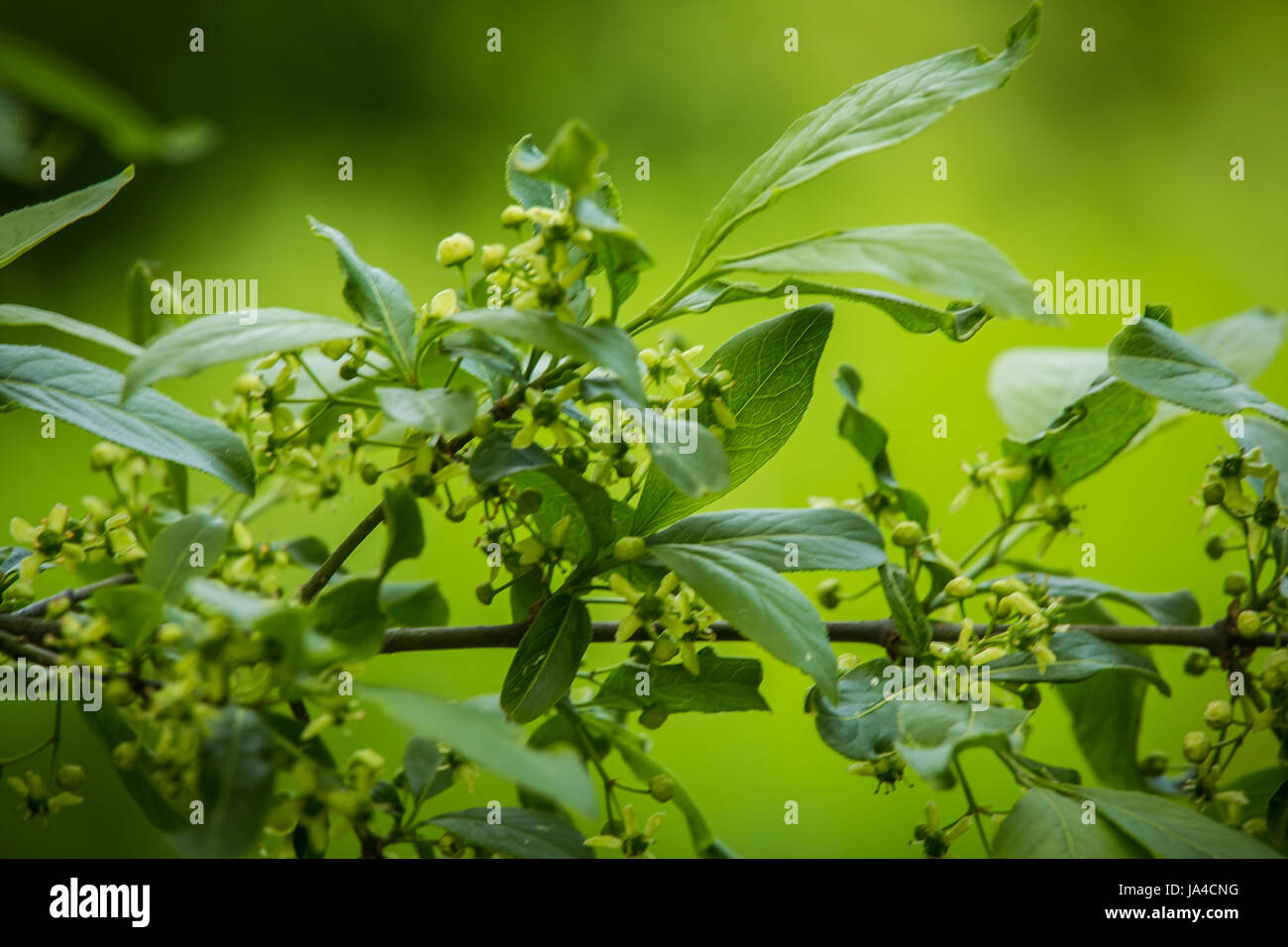 A beautiful vibrant closeup of common spindle tree branch on a natural ...